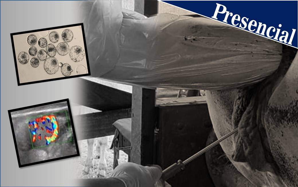 Inicial - Sheep Embryo - Cursos de Reprodução Animal